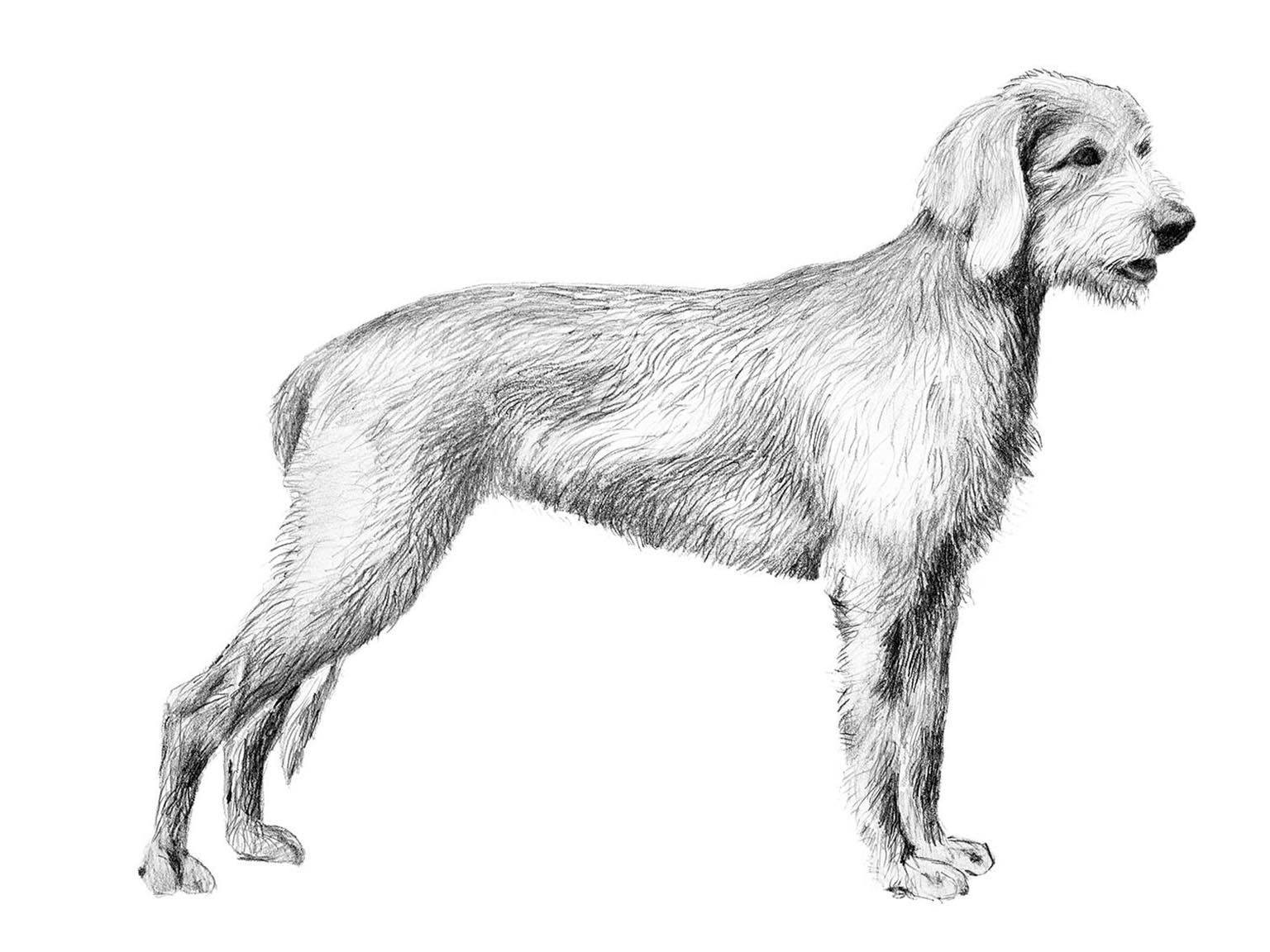 Slovenský hrubosrsty stavac (ohar)