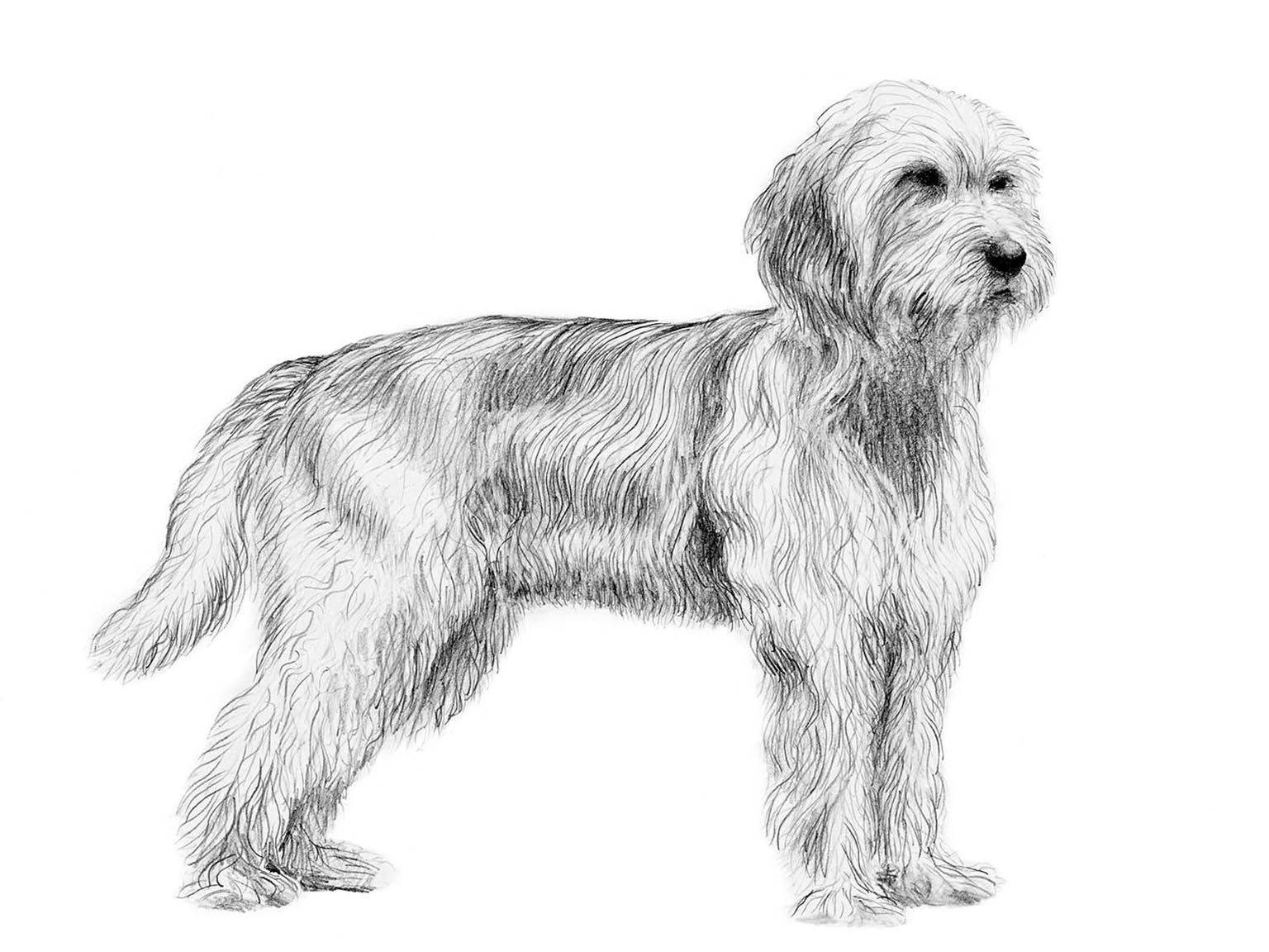 Bosanski ostrodlaki gonic-barak