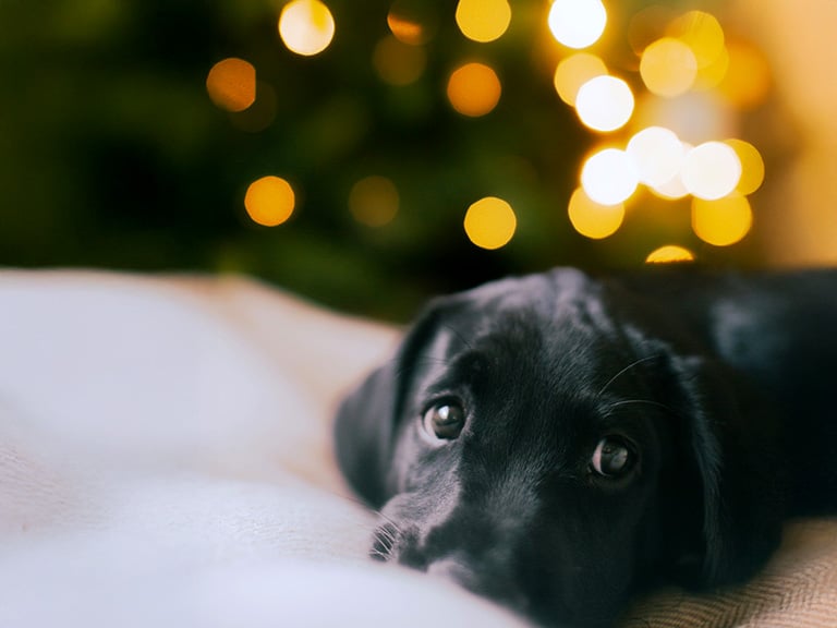 Så gör du nyårsfirandet tryggt för din hund