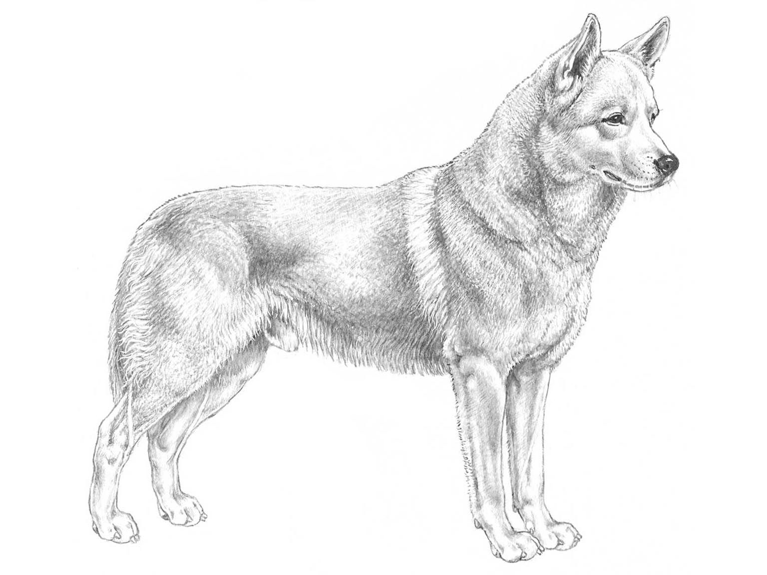 Canaan dog