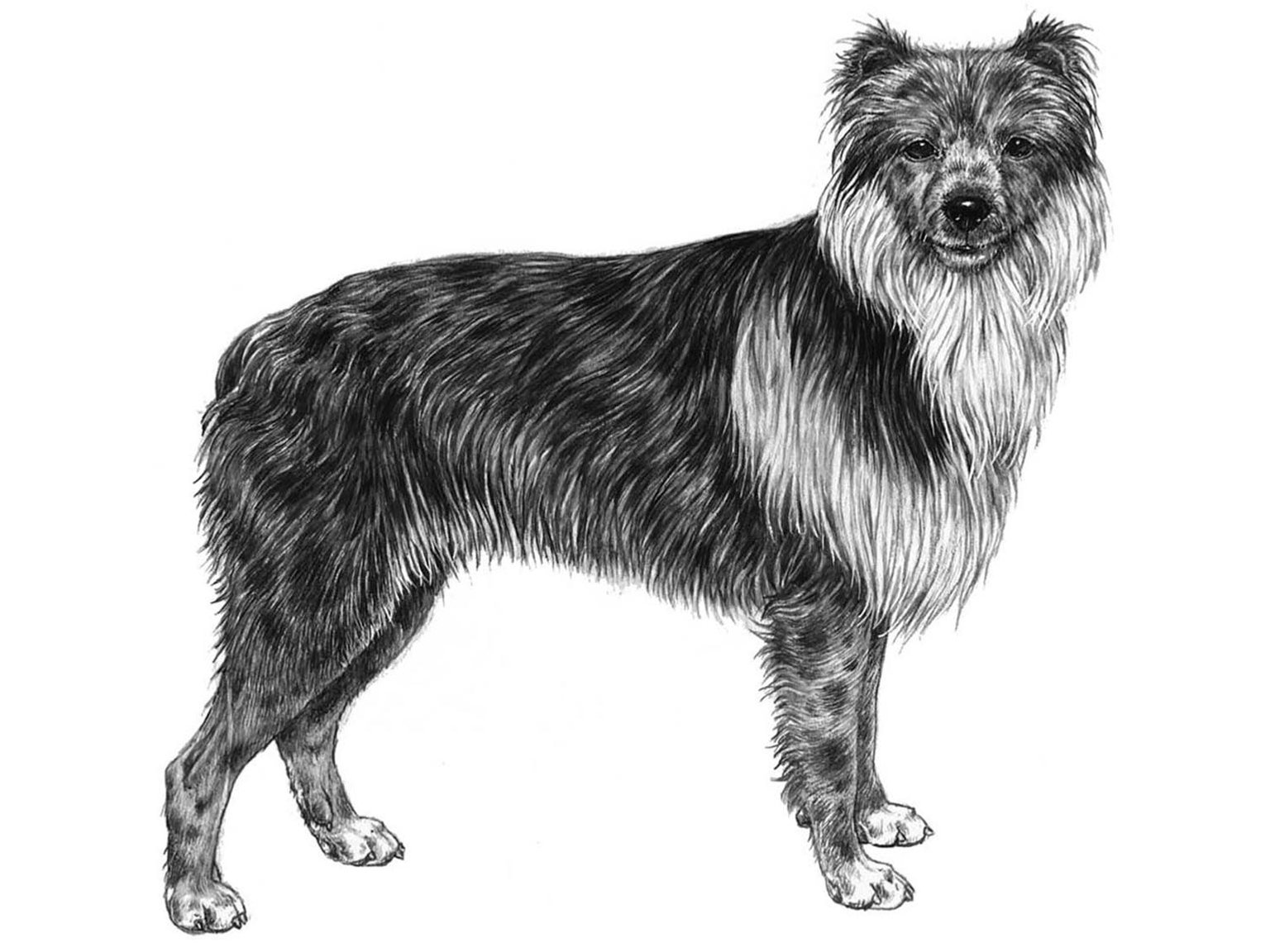 Berger des pyrénées à face rase