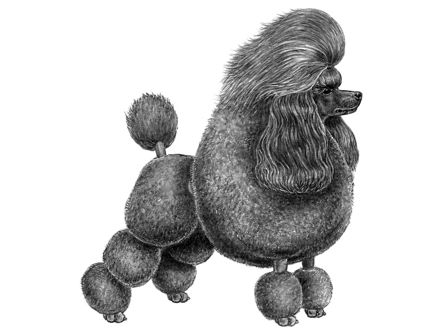 Pudel, dvärg