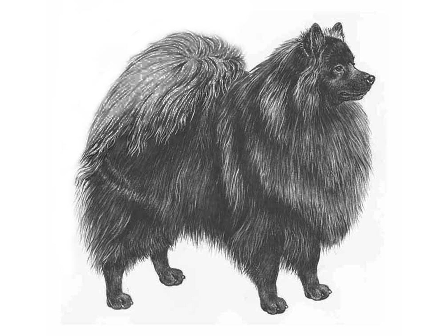 Tysk spets/mittelspitz